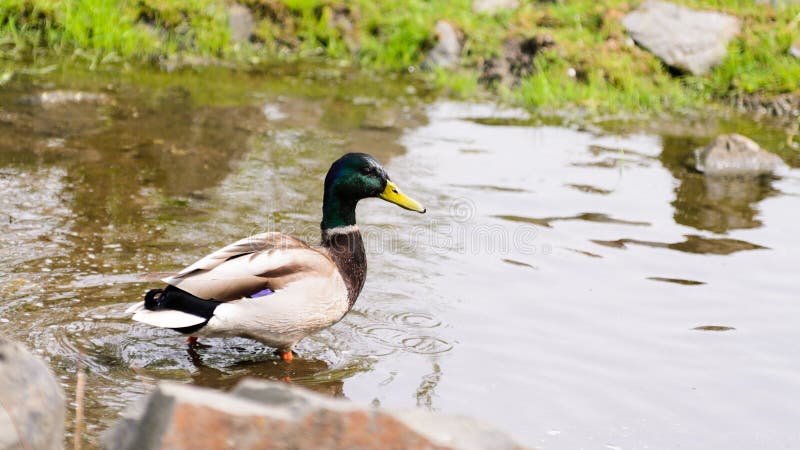 Duck Over the Stream on a Sunny Day Stock Image - Image of landscape ...