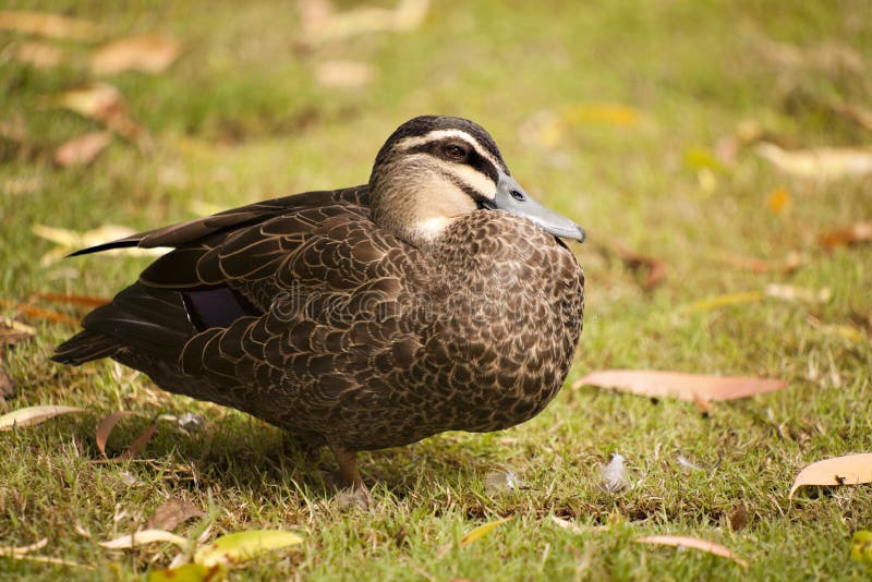Duck in the Park stock image. Image of duck, morning - 20436859