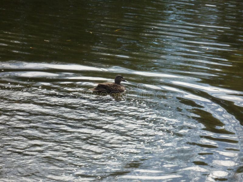 Duck at park in Australia stock image. Image of fauna - 57461807