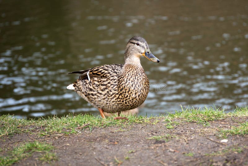 Duck in the park stock photo. Image of nature, bird, lake - 35155834