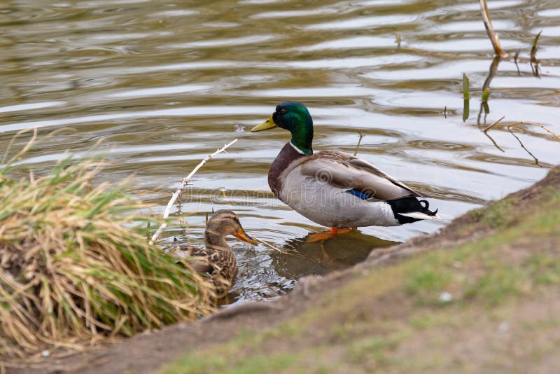Duck in the Park at Spring Time, Poland Stock Image - Image of flora ...