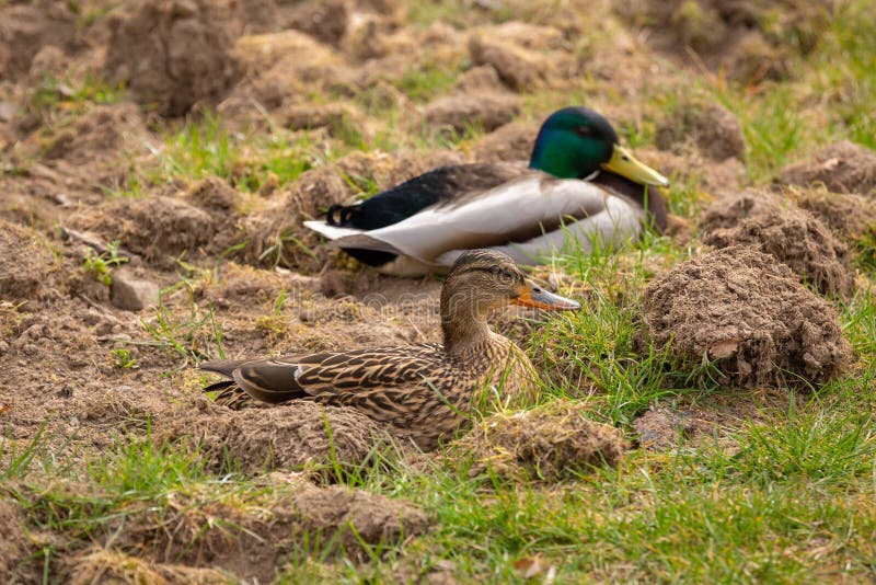 Duck in the Park at Spring Time, Poland Stock Image - Image of nature ...