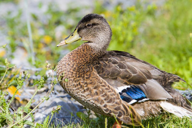 Duck Broken Beak Stock Photos - Free & Royalty-Free Stock Photos from ...