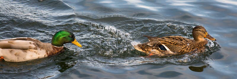 Duck Partnership stock image. Image of feathers, dislike - 48552883