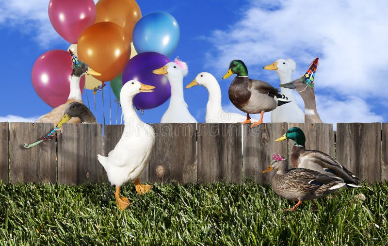 Duck Party stock image. Image of party, anniversary, marilyn - 28907699