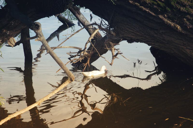 Duck, Passing in Pond Under a Fallen Tree Stock Image - Image of ...