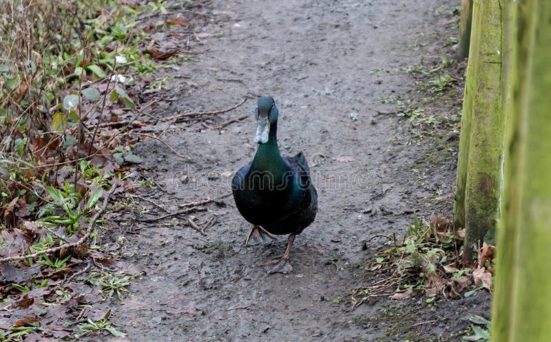 Duck on Path stock photo. Image of duckpond, beak, bird - 106812956