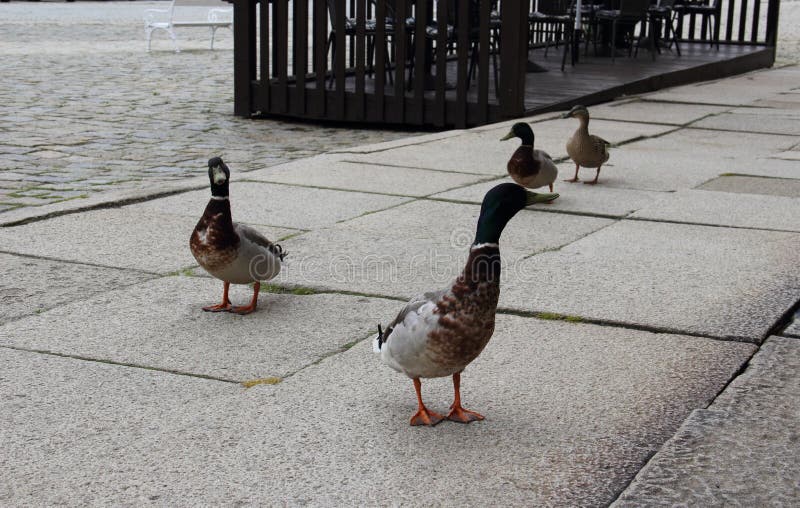 Duck patrol stock photo. Image of duck, animal, swan - 200807758