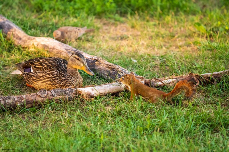 Duck pecks Squirrel stock photo. Image of duck, squirrel - 266714004