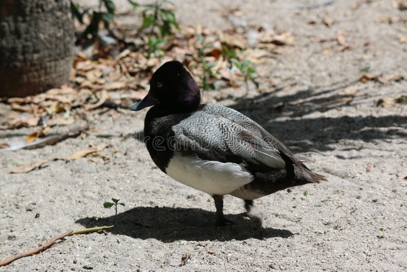 Duck stock photo. Image of water, avian, duck, animal - 65613896