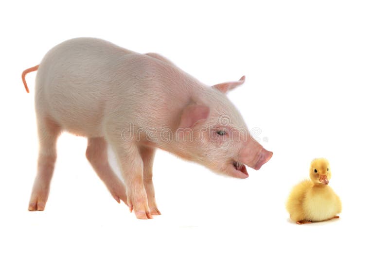 Duck and pig stock image. Image of front, farm, pink - 72298271