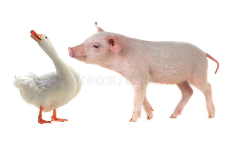 Duck and pig stock photo. Image of domestic, meat, life - 76004546