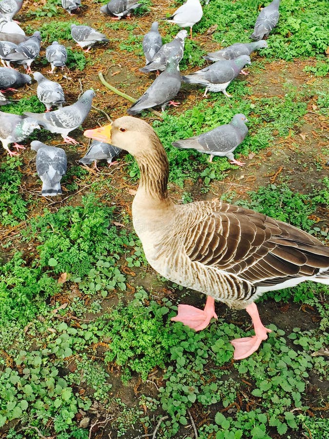 Duck and Pigeons stock image. Image of ducks, waterfowl - 241152775