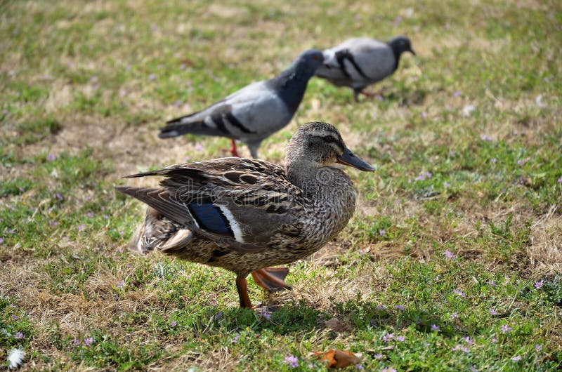 Duck and pigeons stock photo. Image of field, animal - 43757032