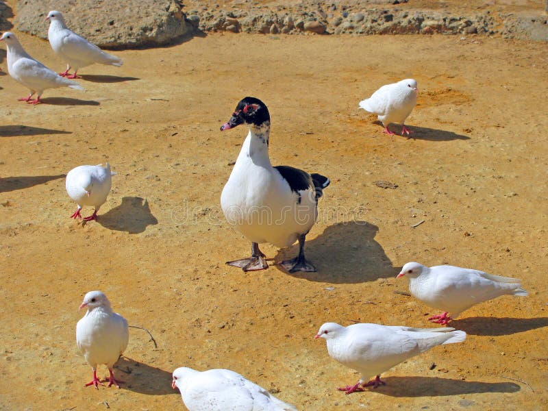 Duck and Pigeons are Walking Along the Sidewalk. Birds in the City ...