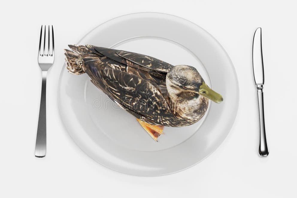 Duck on Plate stock image. Image of animal, bird, alive - 115372199