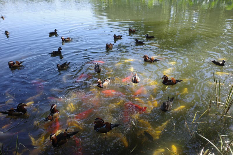 Duck Play with Fish in Park Stock Photo - Image of lake, tianhe: 233414762