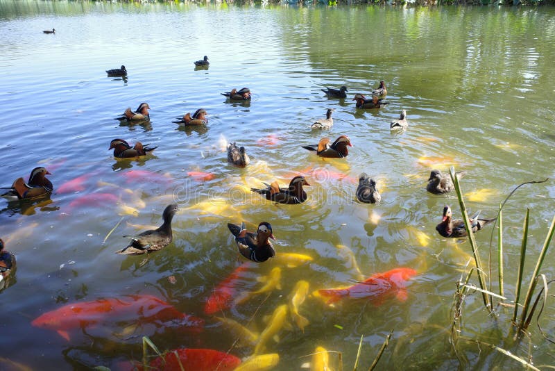 Duck Play with Fish in Park Stock Image - Image of core, park: 233414765