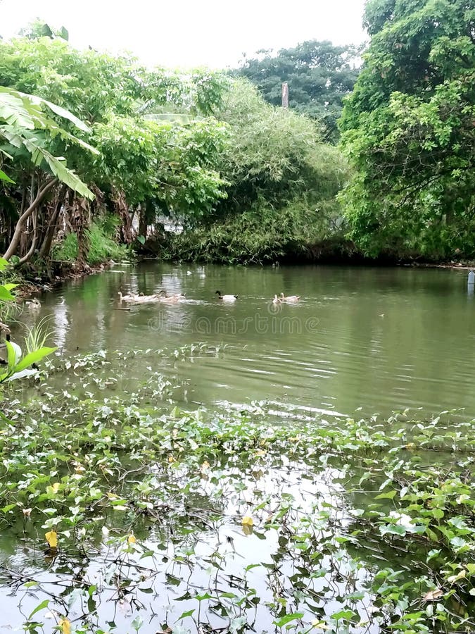 Duck play at pool stock image. Image of woodland, forest - 259083479