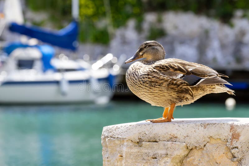 Duck playing stock photo. Image of wildlife, wing, duck - 156570330