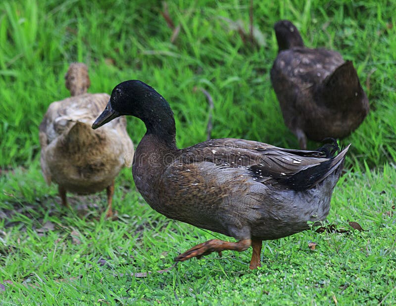 Duck playing freind stock image. Image of waterbird - 200133459