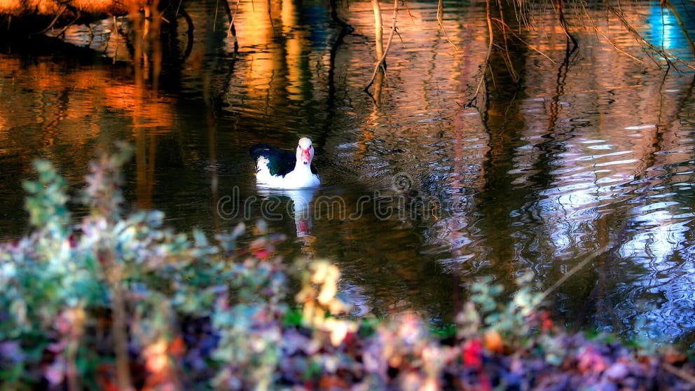 52,954 Reflection Pond Duck Stock Photos - Free & Royalty-Free Stock ...