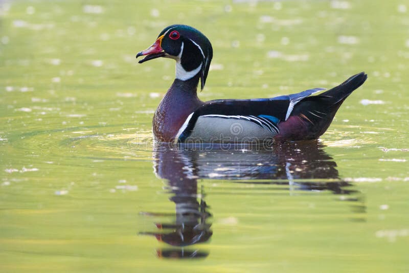 Duck on Pond De Madeira Masculino 2 Imagem de Stock - Imagem de amarelo ...