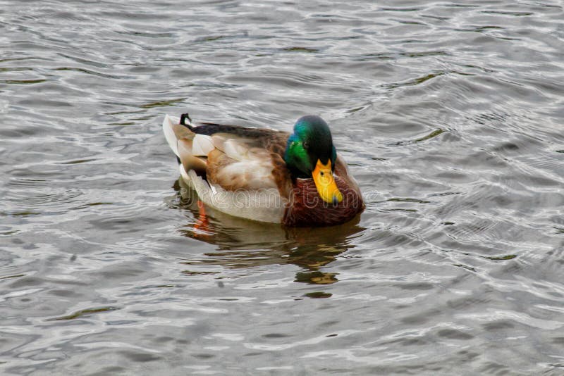 Duck by Pond stock photo. Image of water, swimming, pond - 164703772
