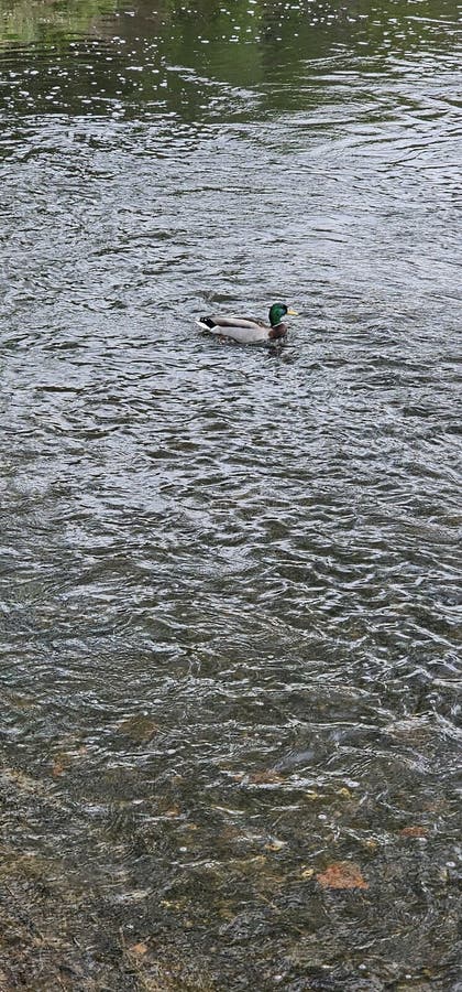 Duck ???? stock photo. Image of pond, duck, enjoy - 338444474