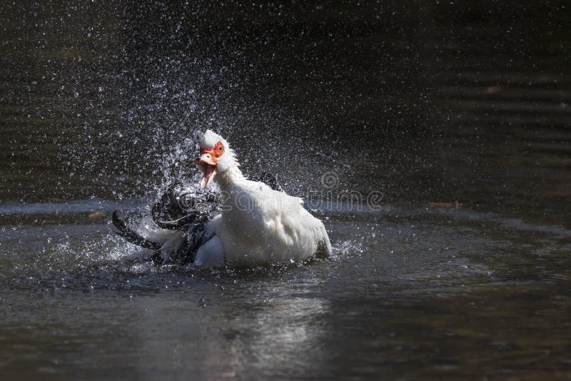 The Duck on the Pond is Washed Stock Photo - Image of animal, natural ...