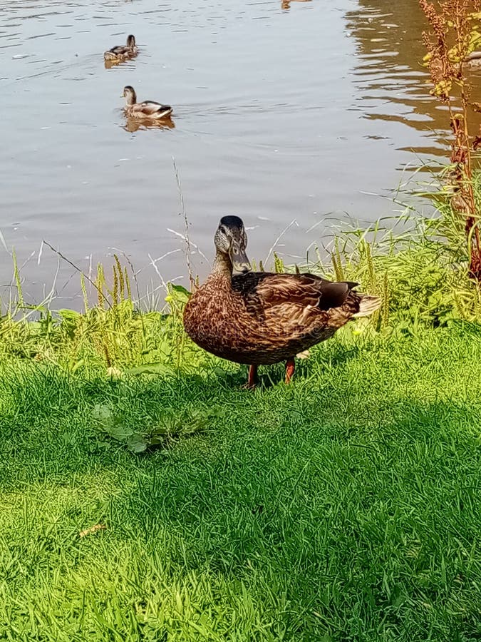 Duck pond water grass sun stock photo. Image of pond - 193217626