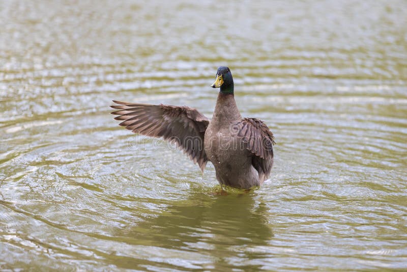 476 Duck Waving Stock Photos - Free & Royalty-Free Stock Photos from ...