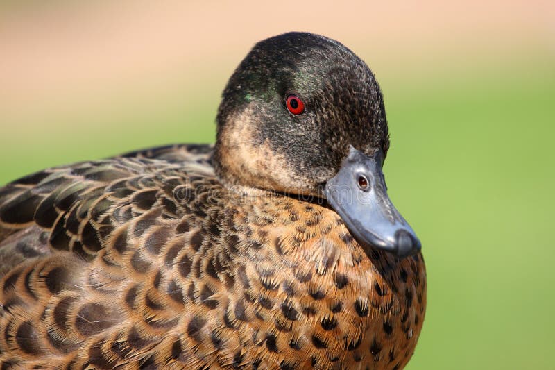 Duck portrait stock image. Image of details, birds, duck - 10010535