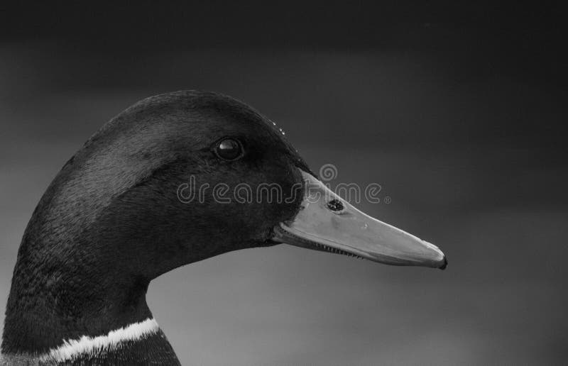 Duck Portrait stock photo. Image of closeup, ducks, macro - 89719274