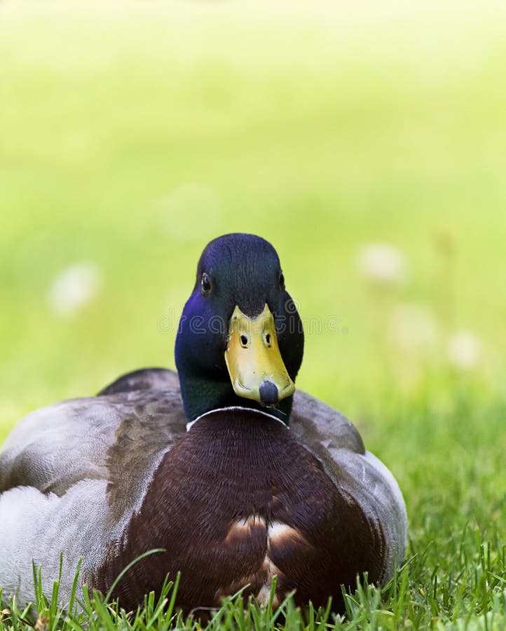 Duck portrait stock photo. Image of bird, wildlife, colorful - 41640976