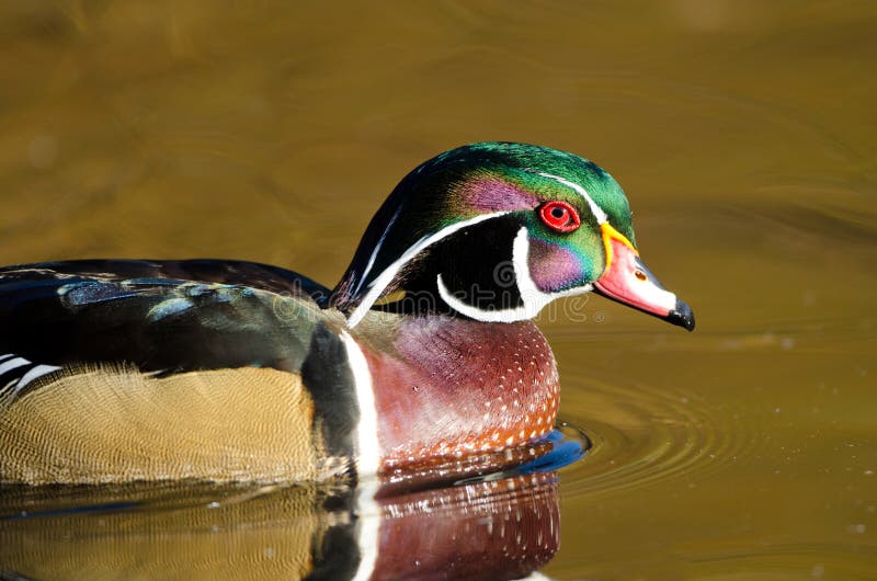 Duck Portrait De Madeira, Drake Masculino Foto de Stock - Imagem de ...