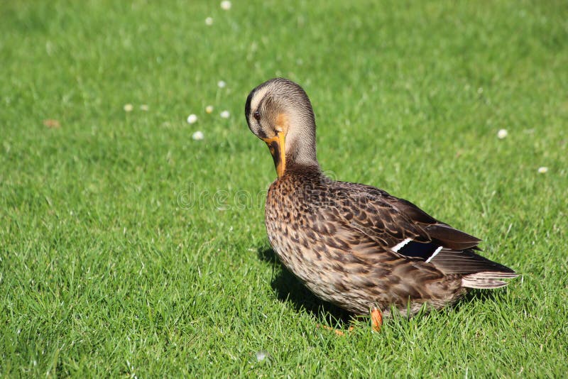 Duck portrait stock photo. Image of portrait, grass, clean - 60298162