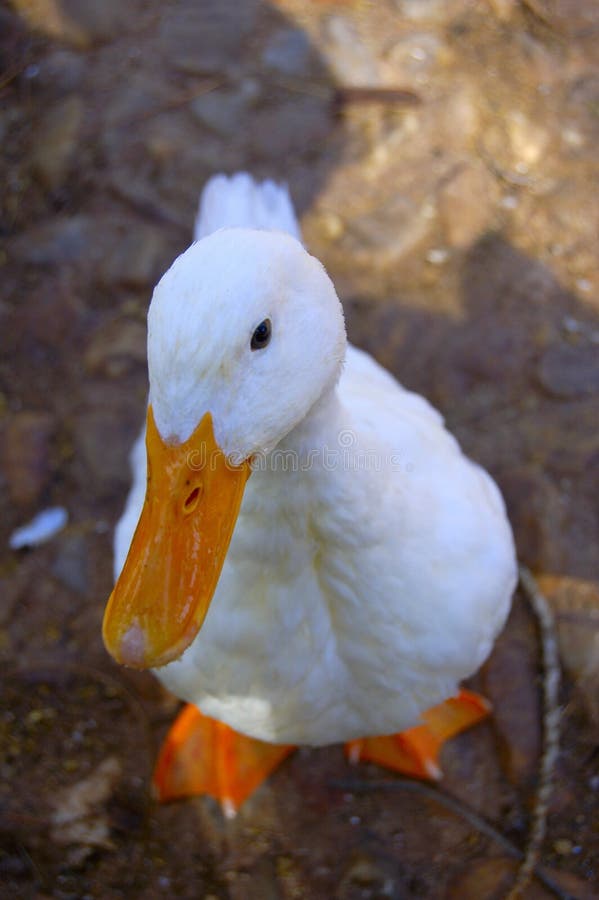 Duck portrait stock photo. Image of farm, head, animal - 93395494