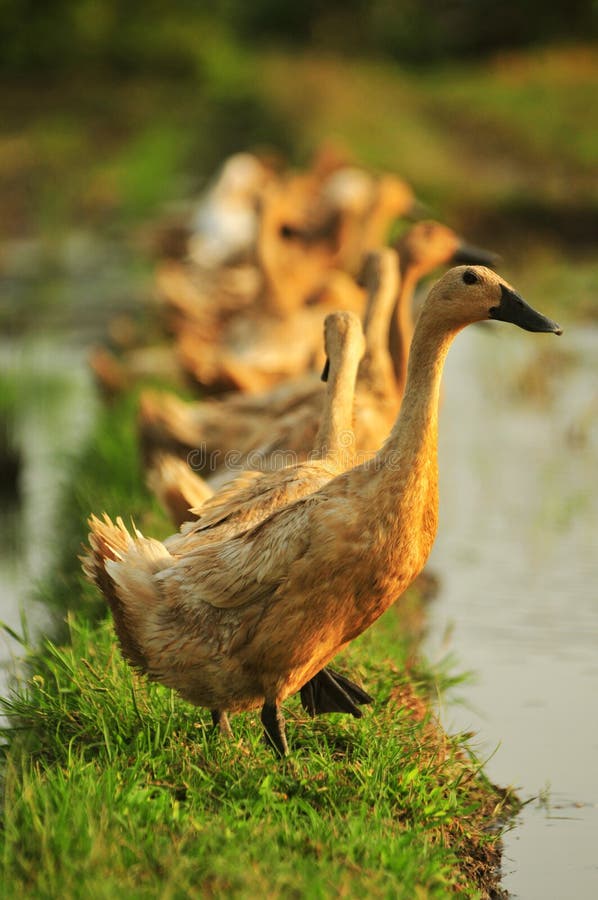 Duck pose stock photo. Image of foraging, collection - 61643498
