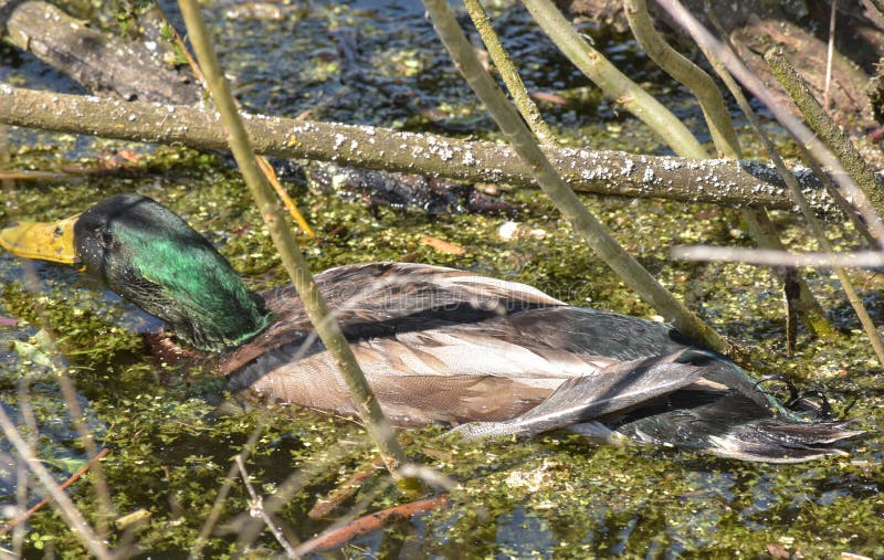Duck posed for camera. stock image. Image of bokeh, hunting - 121513707