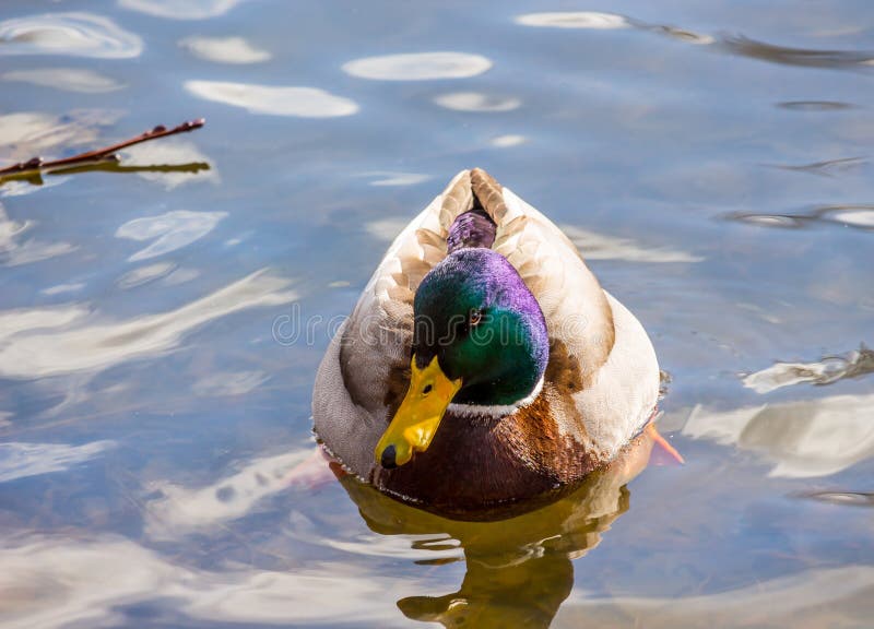 A Duck Posing for the Camera Stock Photo - Image of violet, posing ...