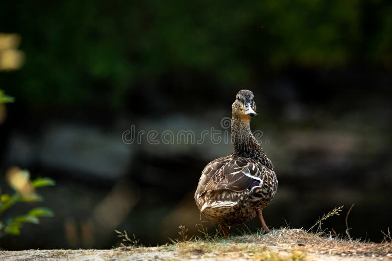 A Duck Posing and Curiously Watching Towards the Camera Stock Image ...