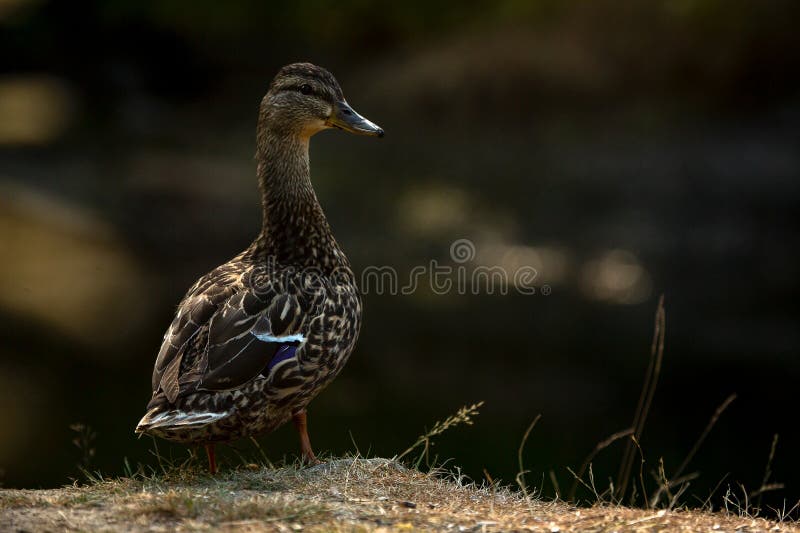 A Duck Posing Like a Professional Model Stock Photo - Image of head ...