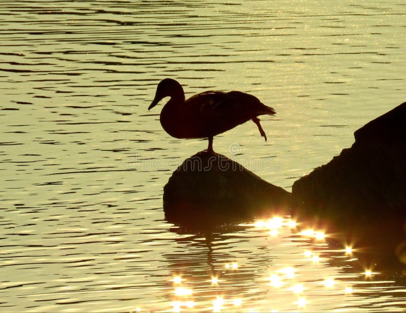 Duck posing at sunset stock photo. Image of duck, sunset - 135350460