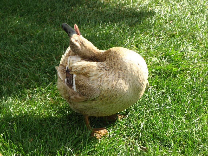 Duck preening. stock photo. Image of watching, mallard - 40153606