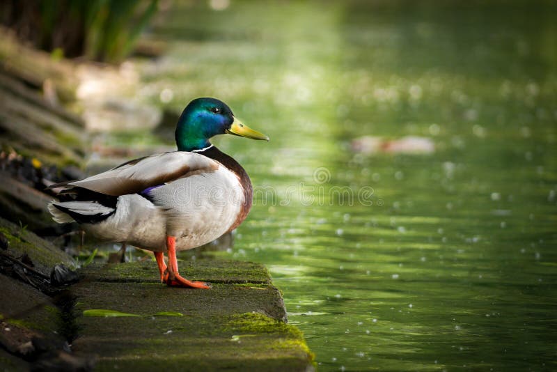 Duck from profile stock image. Image of side, green, bank - 54774683