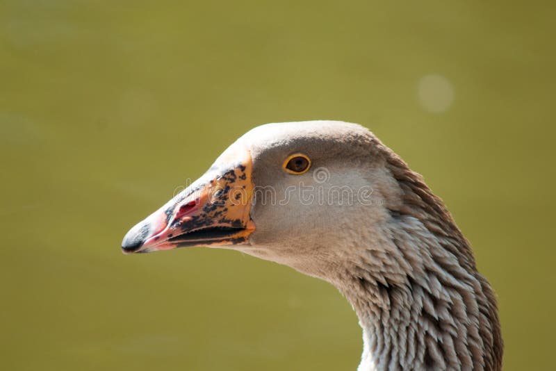 Duck Profile stock photo. Image of mammal, bird, feathers - 56545582