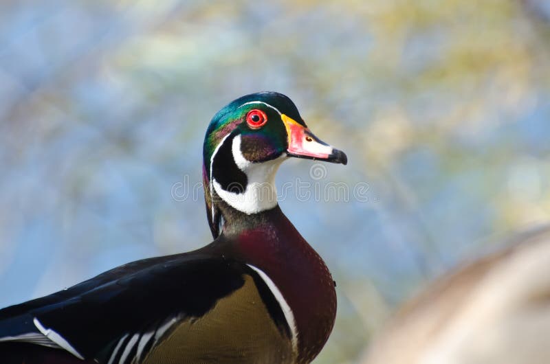Duck Profile De Madeira Masculino Imagem de Stock - Imagem de marrom ...