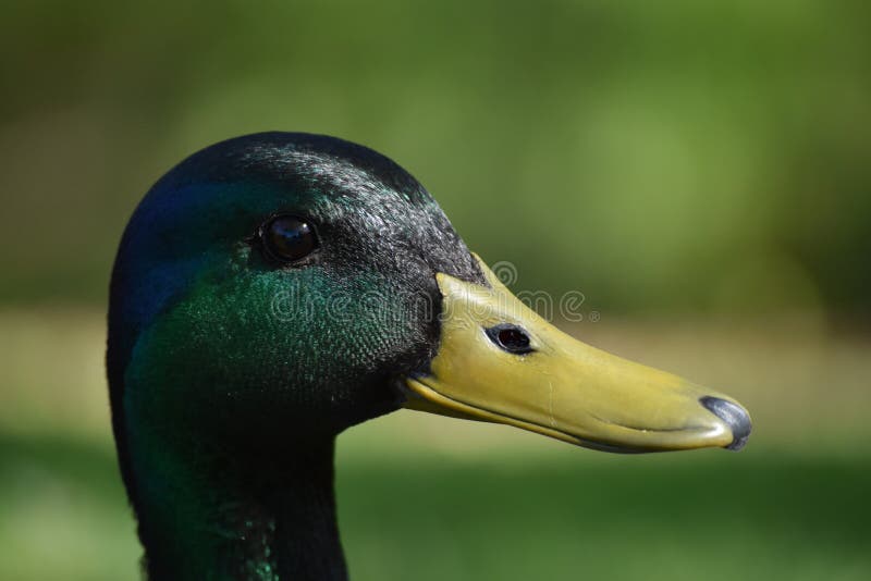Duck Profile stock image. Image of bird, close, animal - 70719951