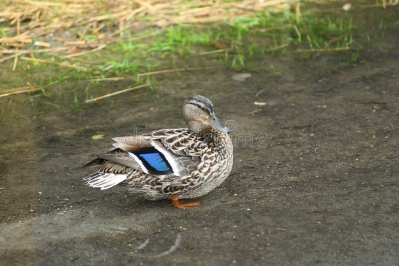 Duck in a puddle stock image. Image of wild, duck, nature - 150138327